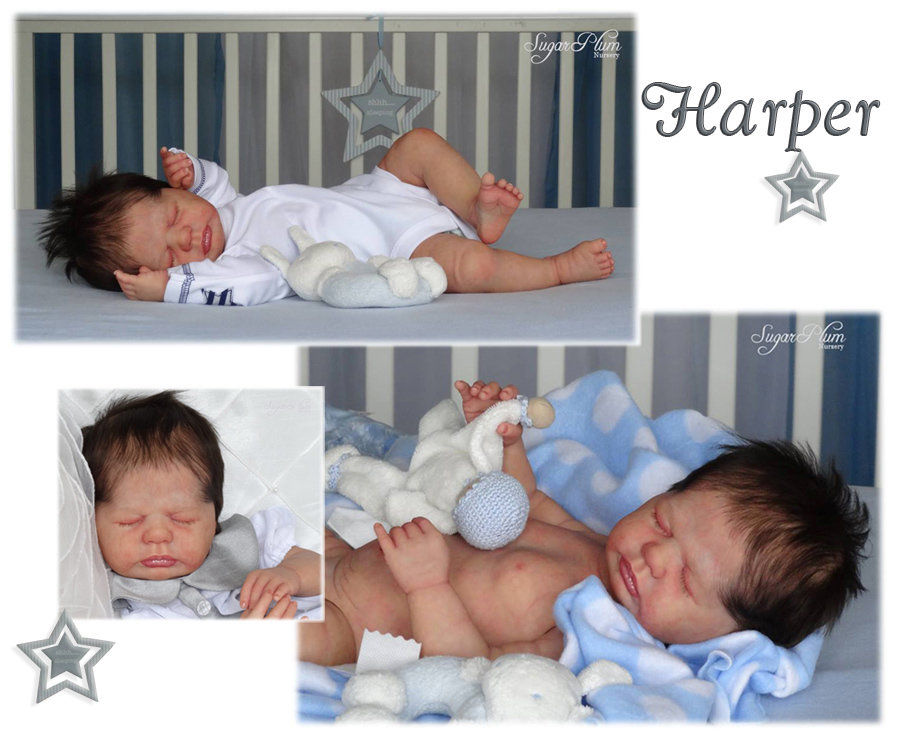 Bountiful Baby Harper Boy -- Available Now! - Announcements - Bountiful ...