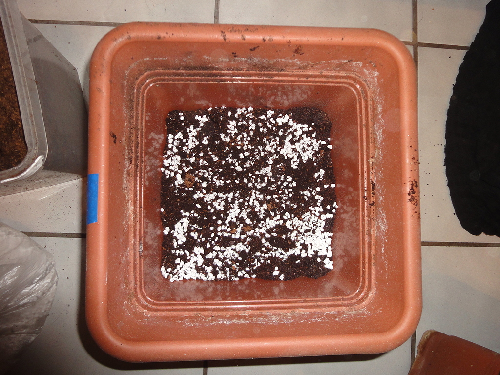 Indoor Grow 2 Bloody Skunk auto - Growreports - Forum | Cannabisanbauen.net