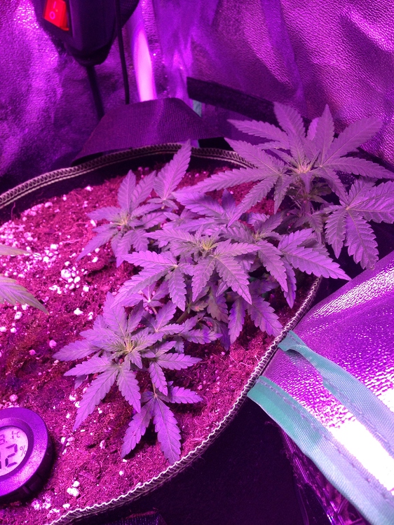 THC Bomb Auto - Bomb Seeds X Heavyweight Seeds - Fast And Vast (SCRoG ...