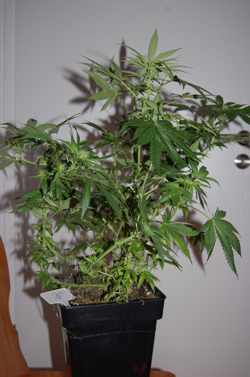 2xKush Banner 3 (Hulk Berry); 1xAmnesia Haze; 1xCritical Indoor - Seite ...