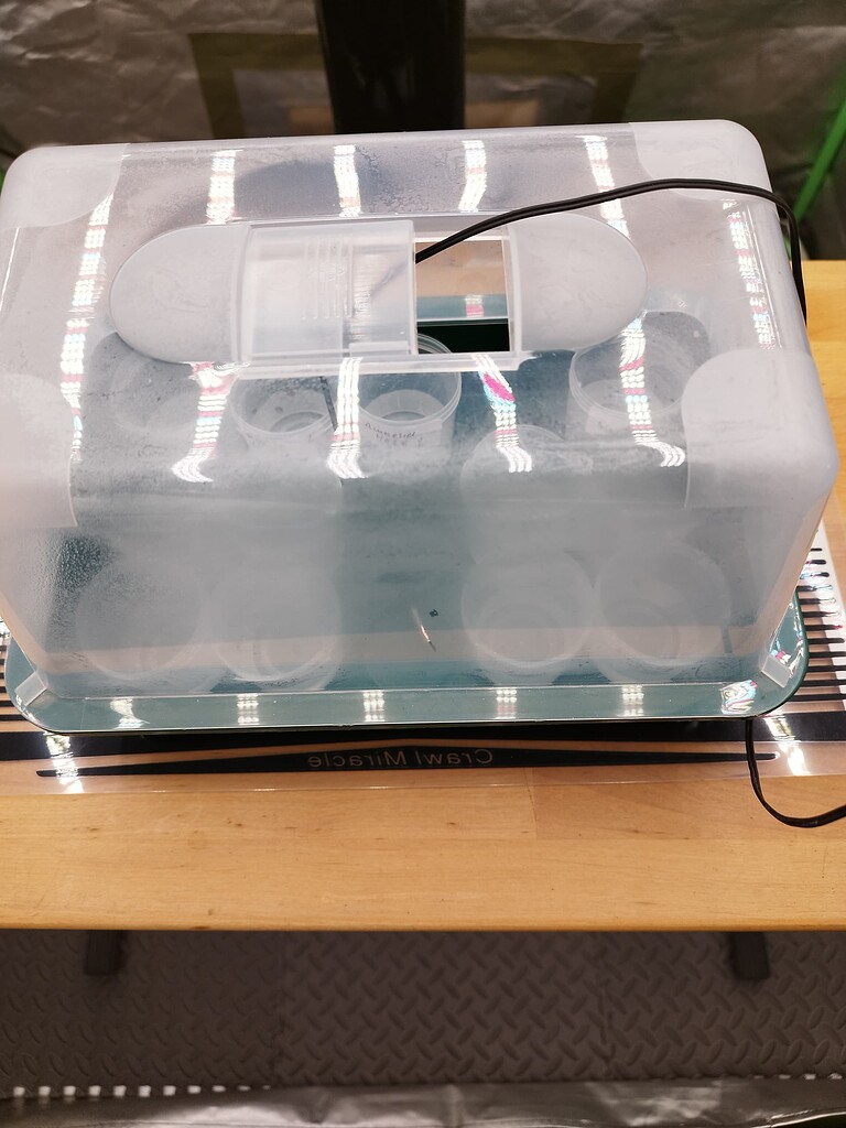 "Crazy -Sativa + Indicahybriden + Autoflower im Nebenzelt- Grow ...