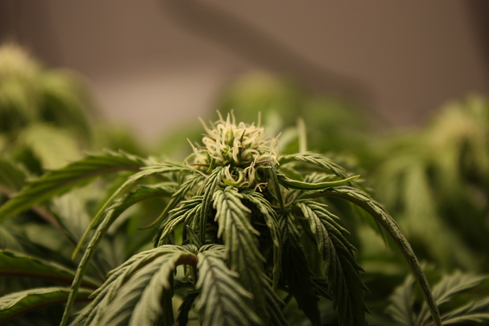 Zweiter Grow, Erstes mal Indoor, Blue Dream'matic auto - Indoor - Forum ...