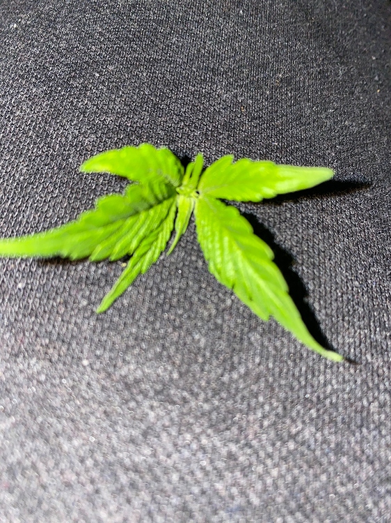 RQS 2xRoyal Jack Auto 1xNorthern Light Auto - Growreports - Forum ...