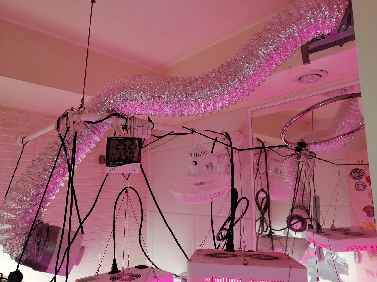 Sour Ripper von Ripper Seeds, Mainlining Projekt + Stecklinge ...