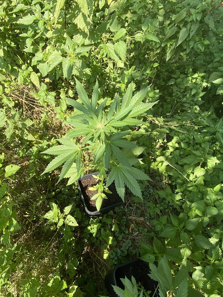 RQS 2xRoyal Jack Auto 1xNorthern Light Auto - Growreports - Forum ...