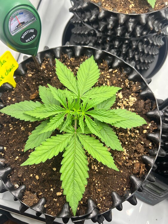 Erster Grow - White Cheese and Silver Haze - Growreports - Forum ...