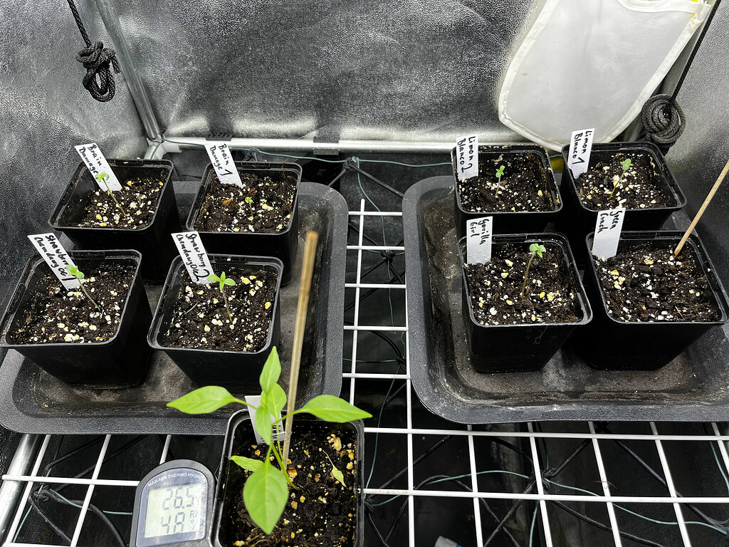 :ca_hempy: Mixed Fems Scrog 2 (Limon Blanco V3, Strawberry Chemdawg OG ...