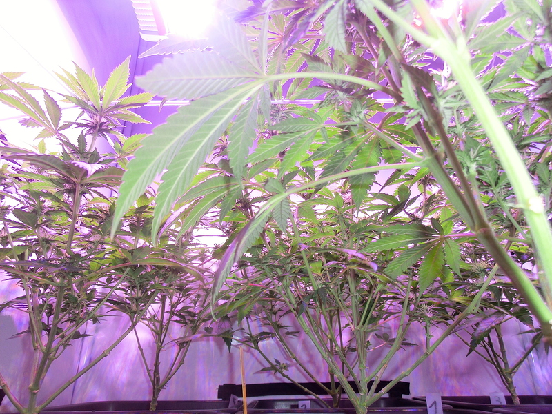 Indoor "Mendocino Skunk" grow - Seite 3 - Growreports - Forum ...