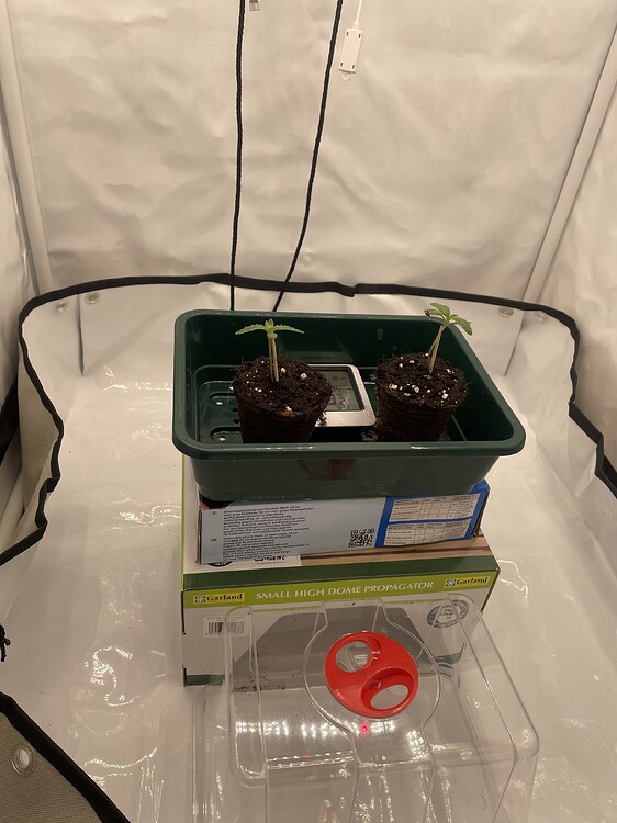 3. Grow , erster auf 60x60 mit 2 Pflanzen à 15l (elev8 genetics ...