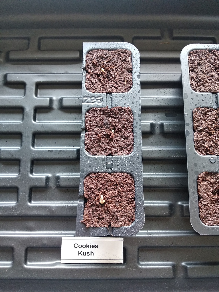 Mein erster Grow. (Cookies Kush von Barneys Farm) - Growreports - Forum ...