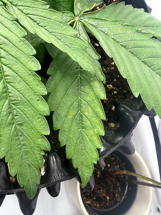 Erster Grow - White Cheese and Silver Haze - Growreports - Forum ...