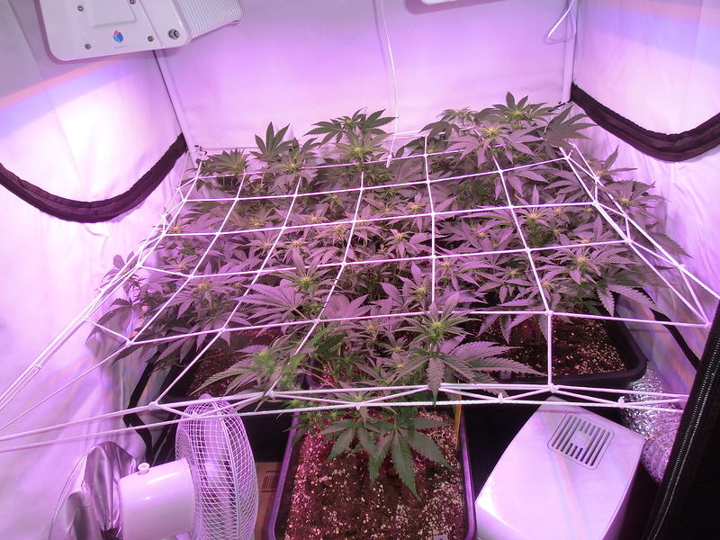 Indoor "Mendocino Skunk" grow - Seite 2 - Growreports - Forum ...