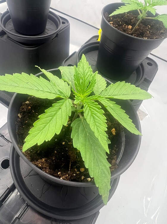 Erster Grow - White Cheese and Silver Haze - Growreports - Forum ...