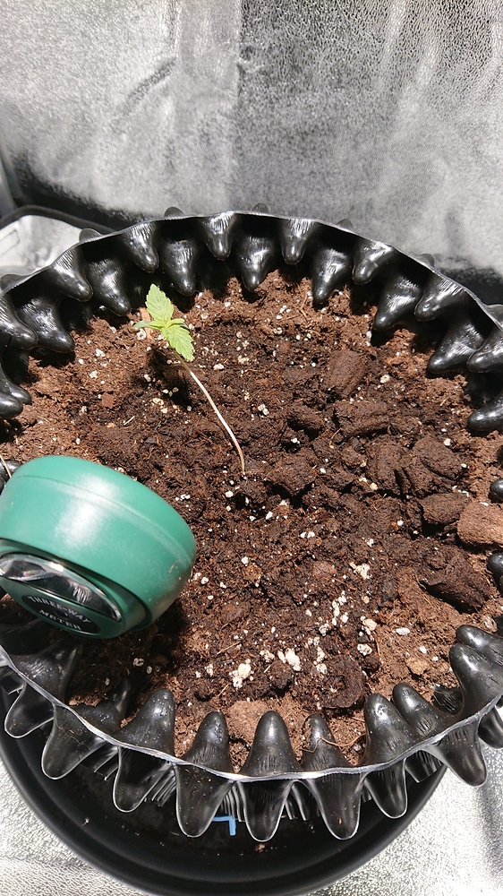 Erster Grow Quick one Auto - Anfänger - Forum | Cannabisanbauen.net