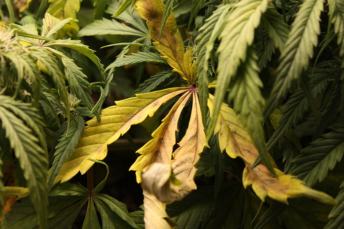 Zweiter Grow, Erstes mal Indoor, Blue Dream'matic auto - Seite 2 ...