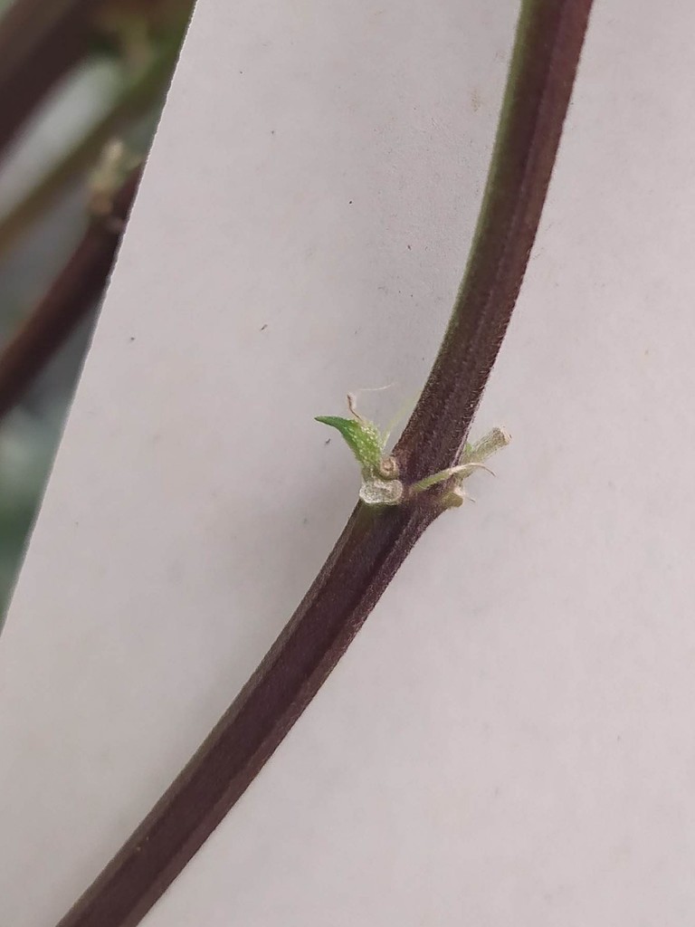 Zwittern meine Pflanzen? - Anfänger - Forum | Cannabisanbauen.net