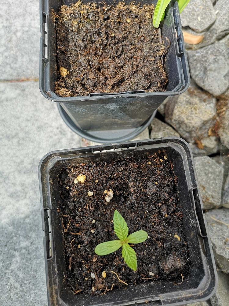 Growreport Royal Dwarf Auto, Purple Queen und White Widow Outdoor ...