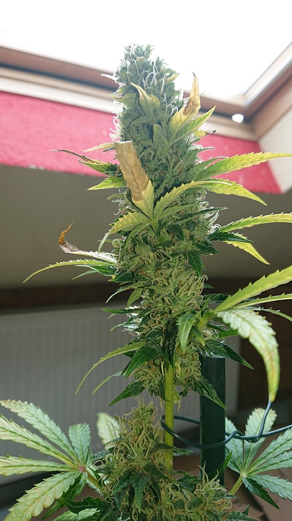 Erster Grow Quick one Auto - Anfänger - Forum | Cannabisanbauen.net