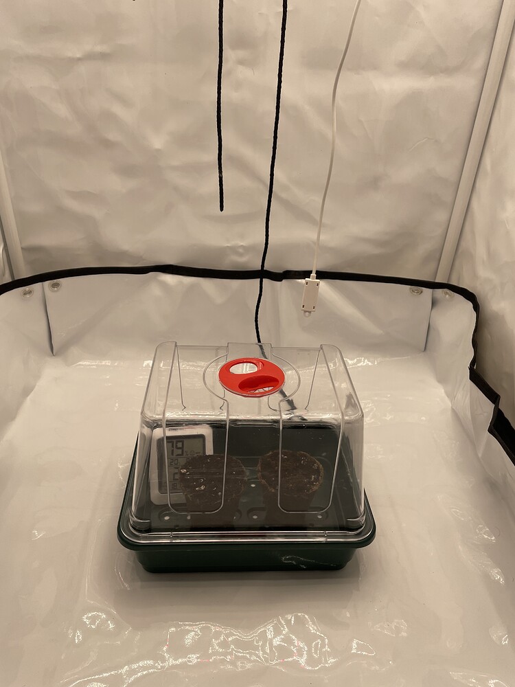 3. Grow , erster auf 60x60 mit 2 Pflanzen à 15l (elev8 genetics ...