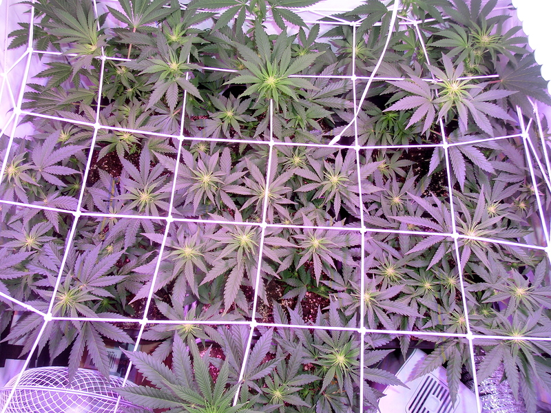 Indoor "Mendocino Skunk" grow - Growreports - Forum | Cannabisanbauen.net