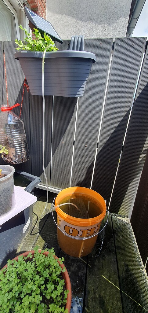 Vor dem Eimer rauchen Eimer growen Grow – All Gas OG Auto – Humboldt ...