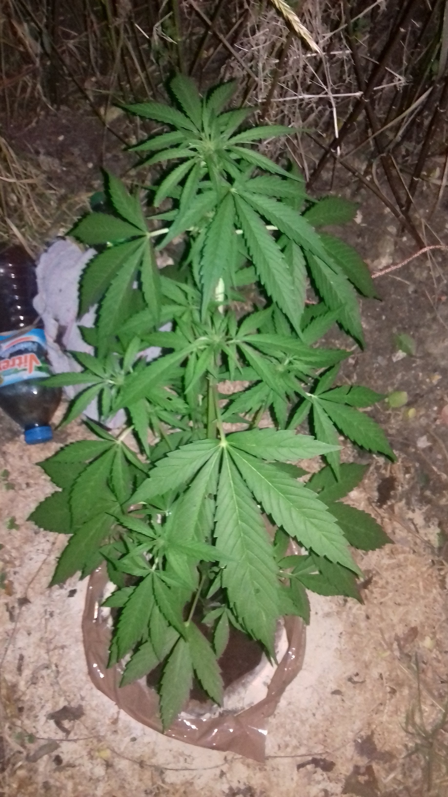 White Haze Automatic Outdoor-Berichterstattung - Growreports - Forum ...