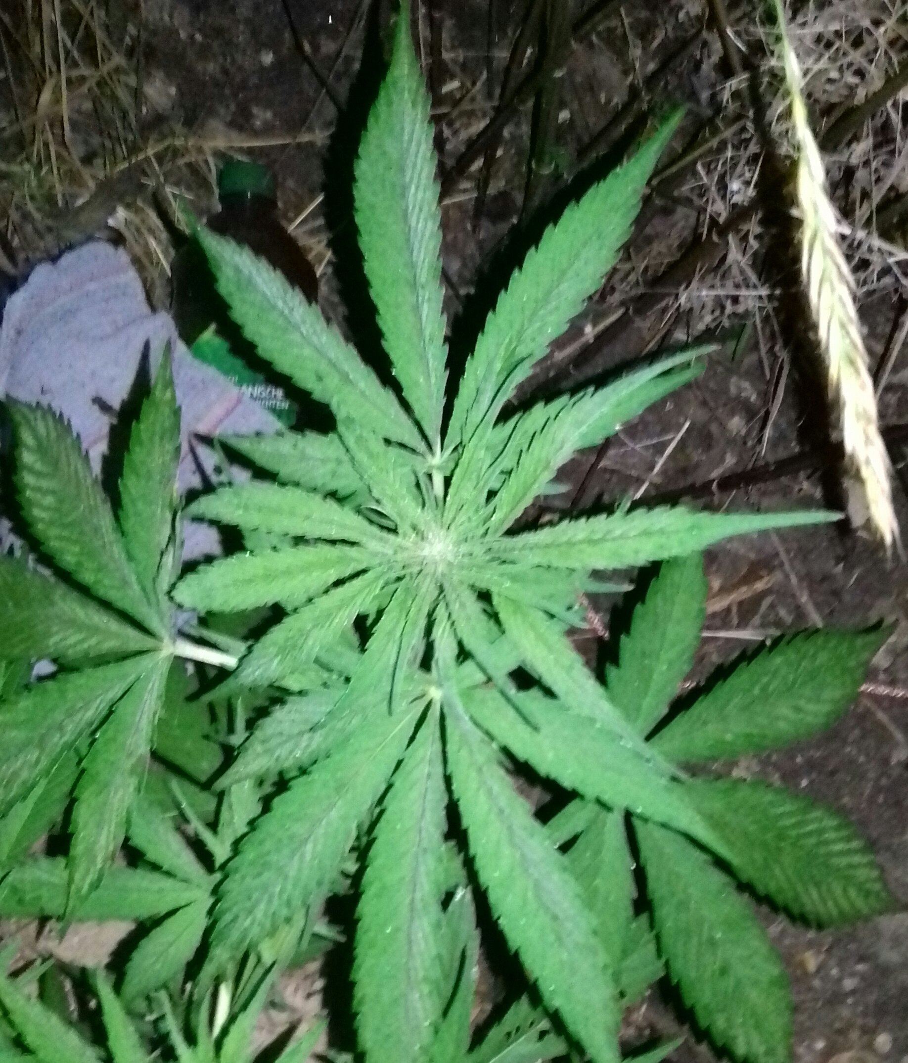 White Haze Automatic Outdoor-Berichterstattung - Growreports - Forum ...