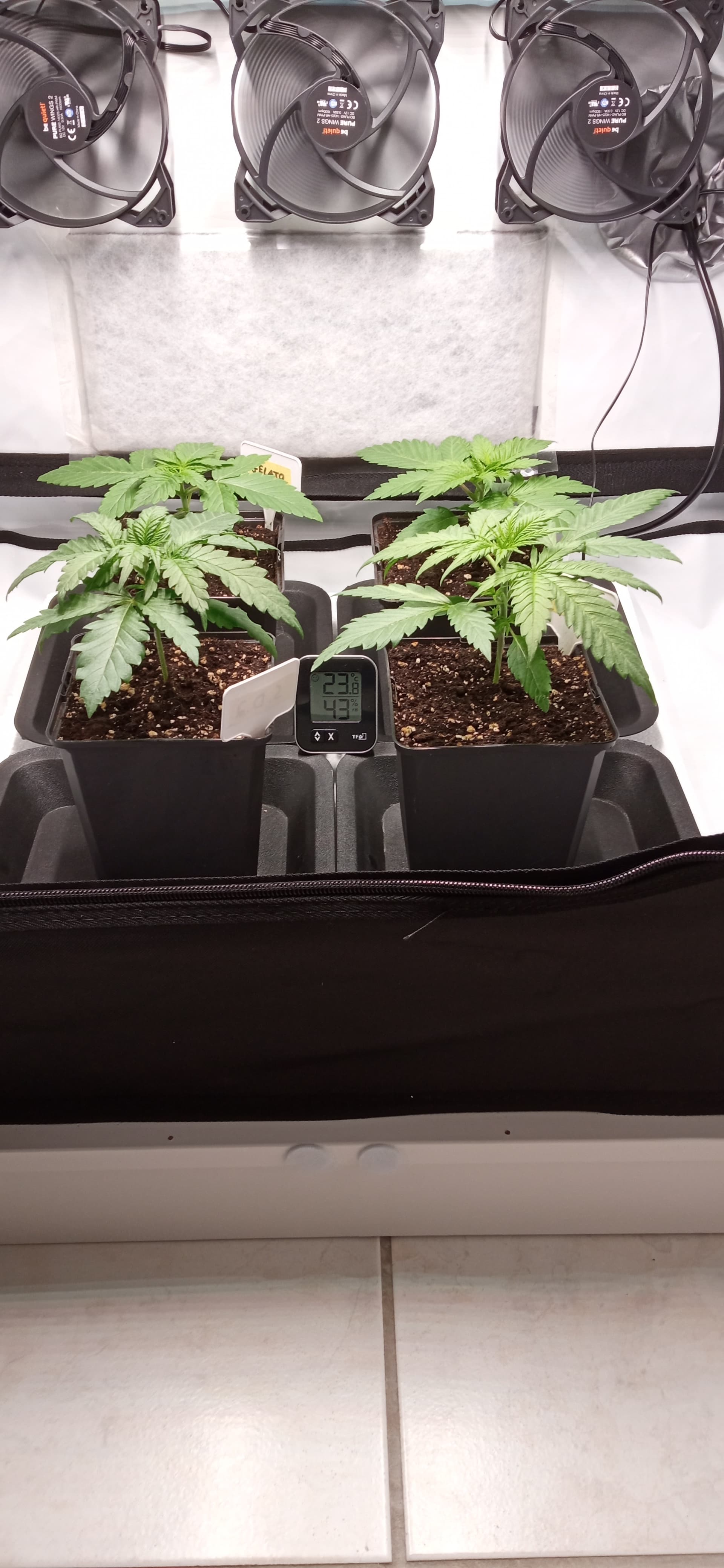 2. Indoor Grow im Pax Schrank mit Kannabia Seeds - Growreports - Forum | Cannabisanbauen.net