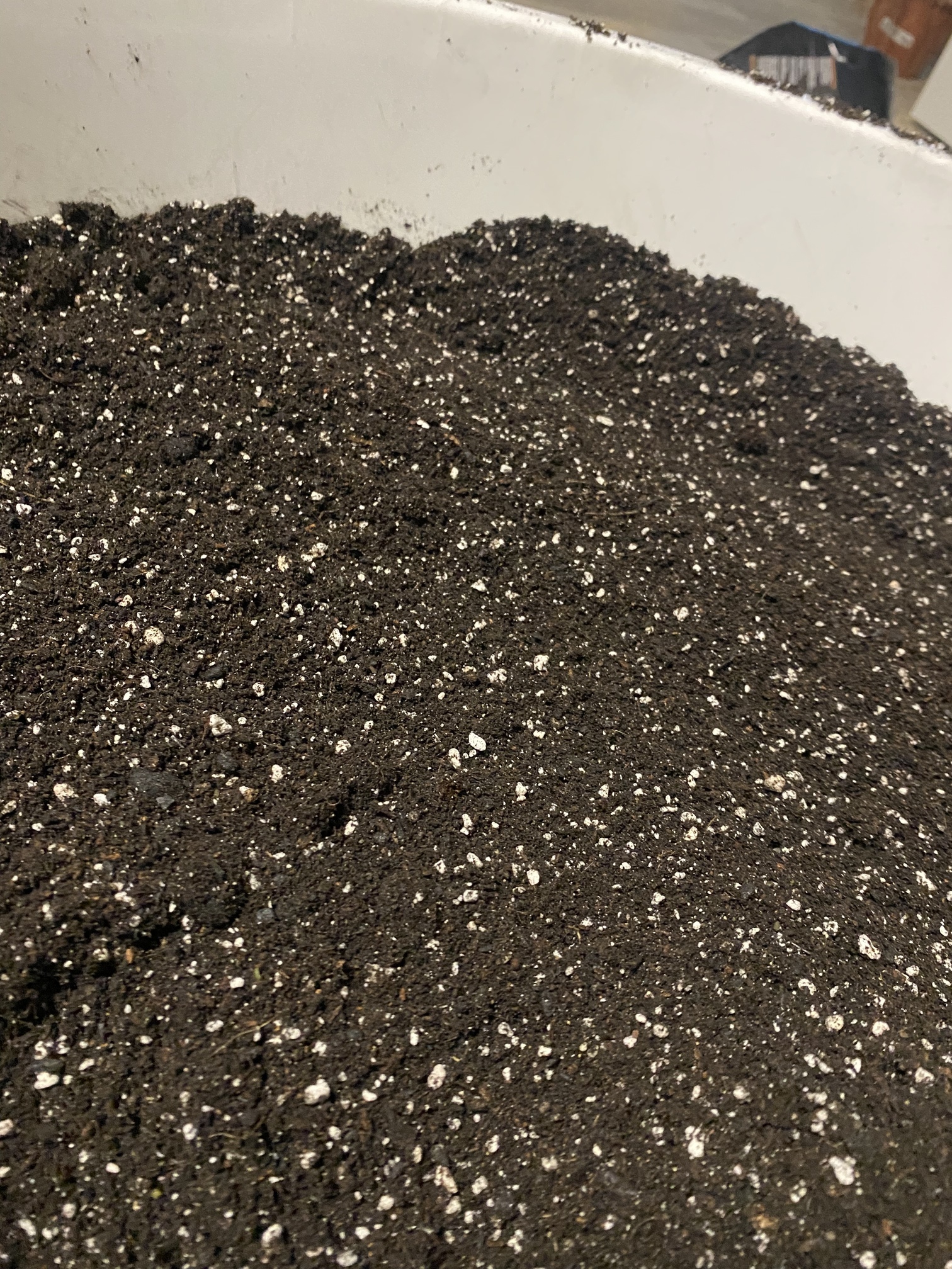 Erste LST Versuche + Sativa + Living Soil im Schrank - Growreports ...