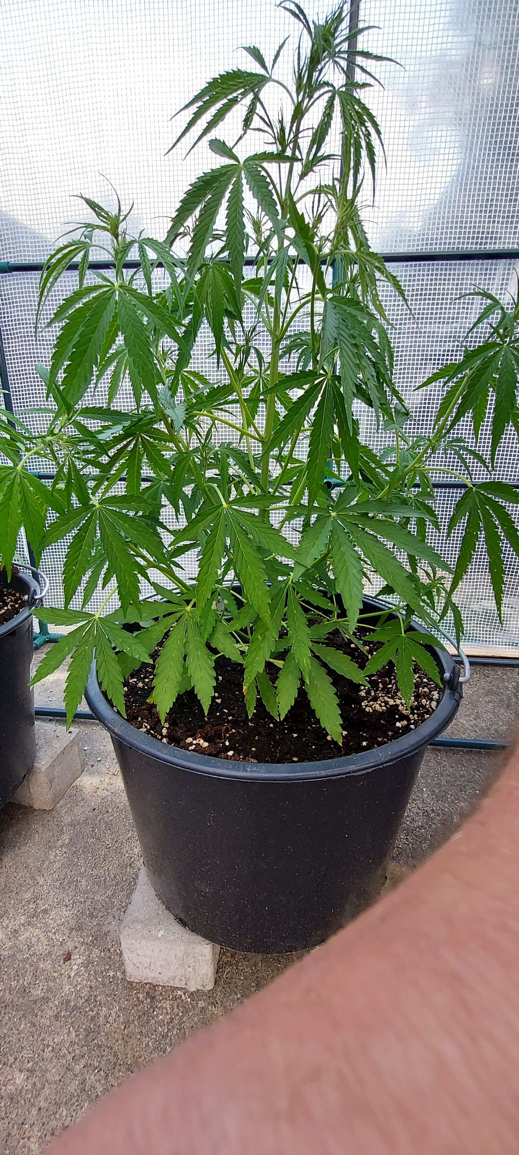 Blattflecken und kleine Löcher - Grow-Probleme - Forum ...