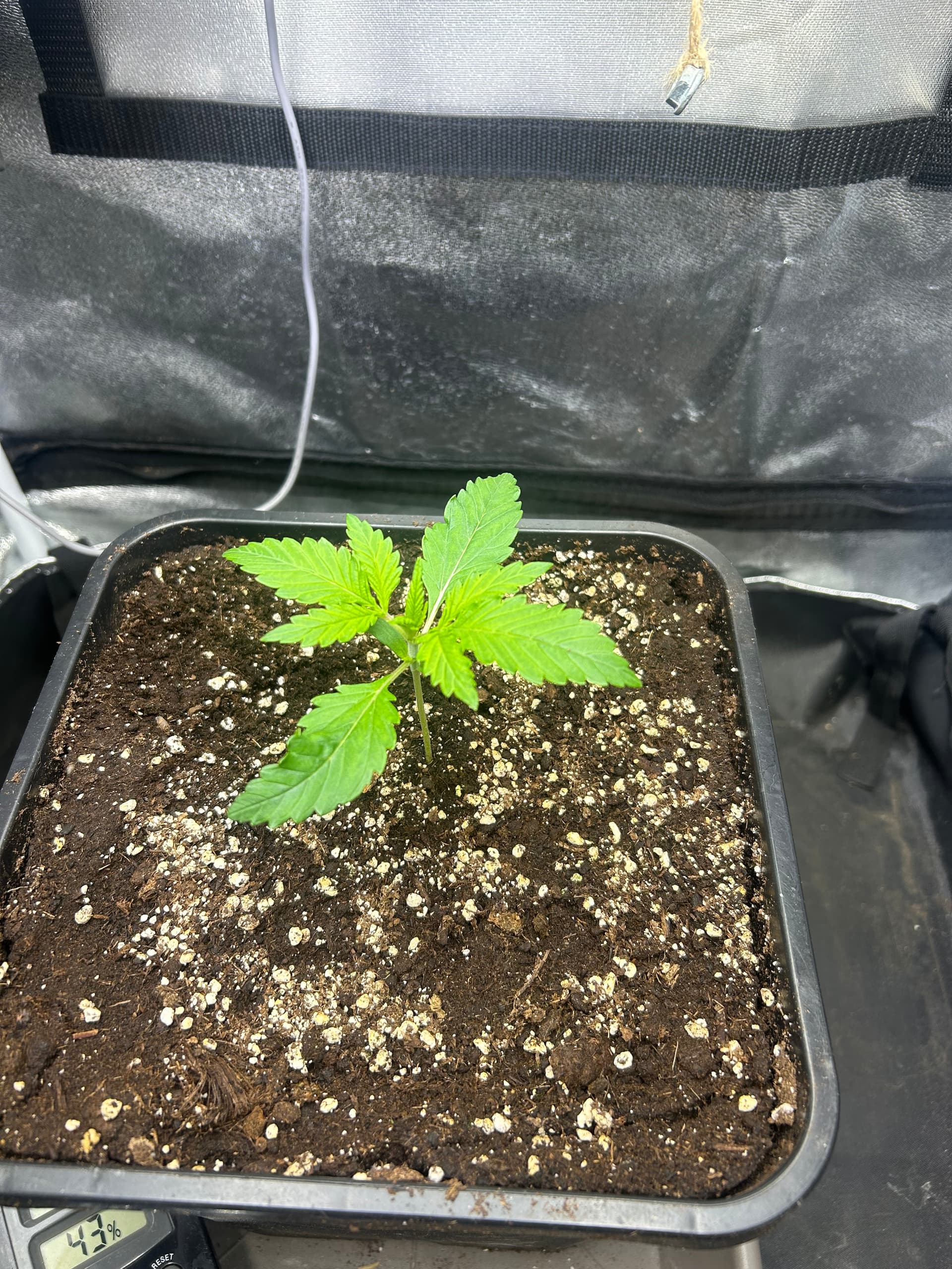 Banana Purple Punch Rf 3 im gemütlichen und entschleunigten Indoor-Grow ...