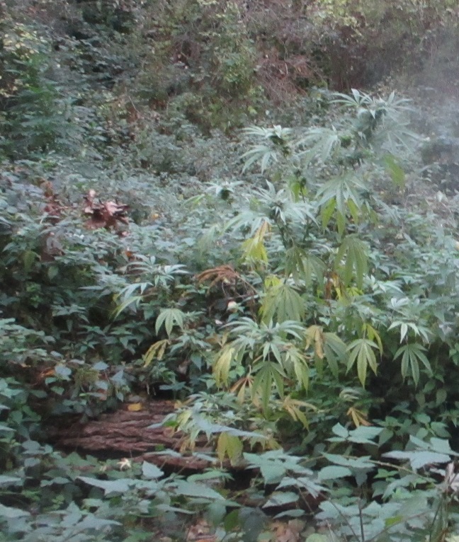 Noch acht Sativa- strains für deutsches Klima im guerilla- Härtetest ...