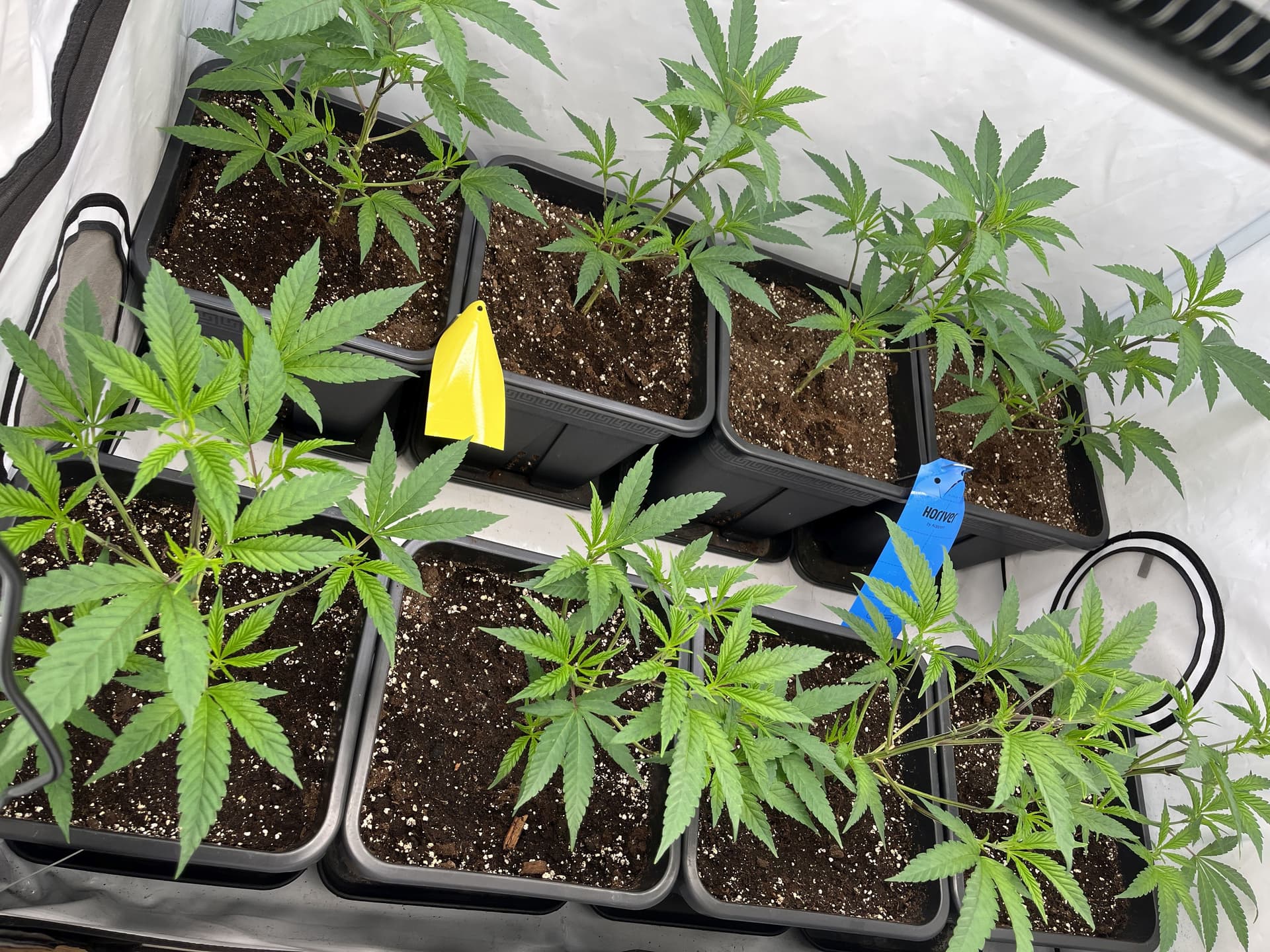 Unbekannte genetik, ich mach Vorschläge und ihr entscheidet was wir ...