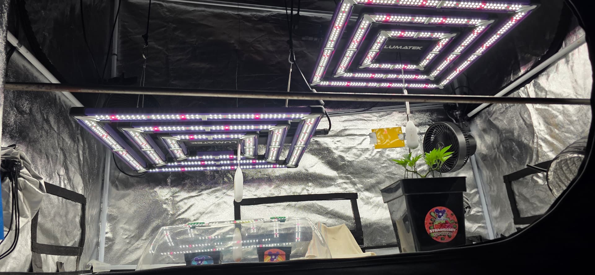 👻 redz0r's Gym.. AnesiaSeeds BT55 👻 ChimeraCut | RedBananaP ...