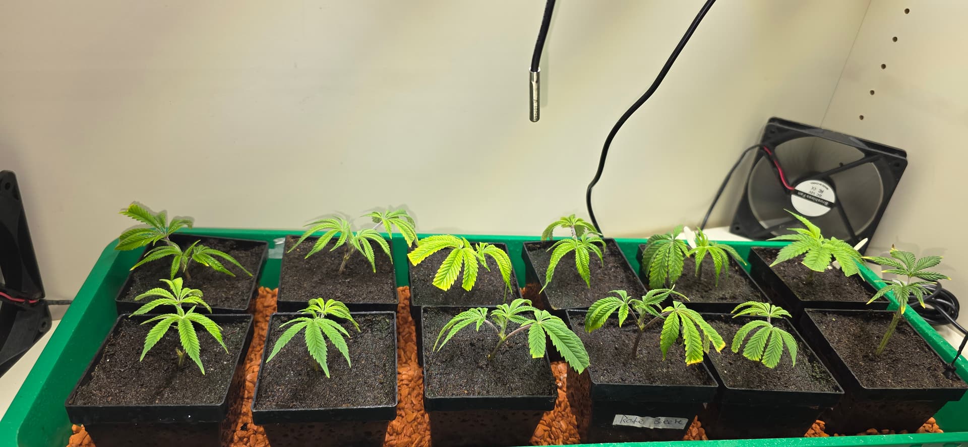 👻 redz0r's Gym.. AnesiaSeeds BT27 👻 ChimeraCut | RedBananaP ...