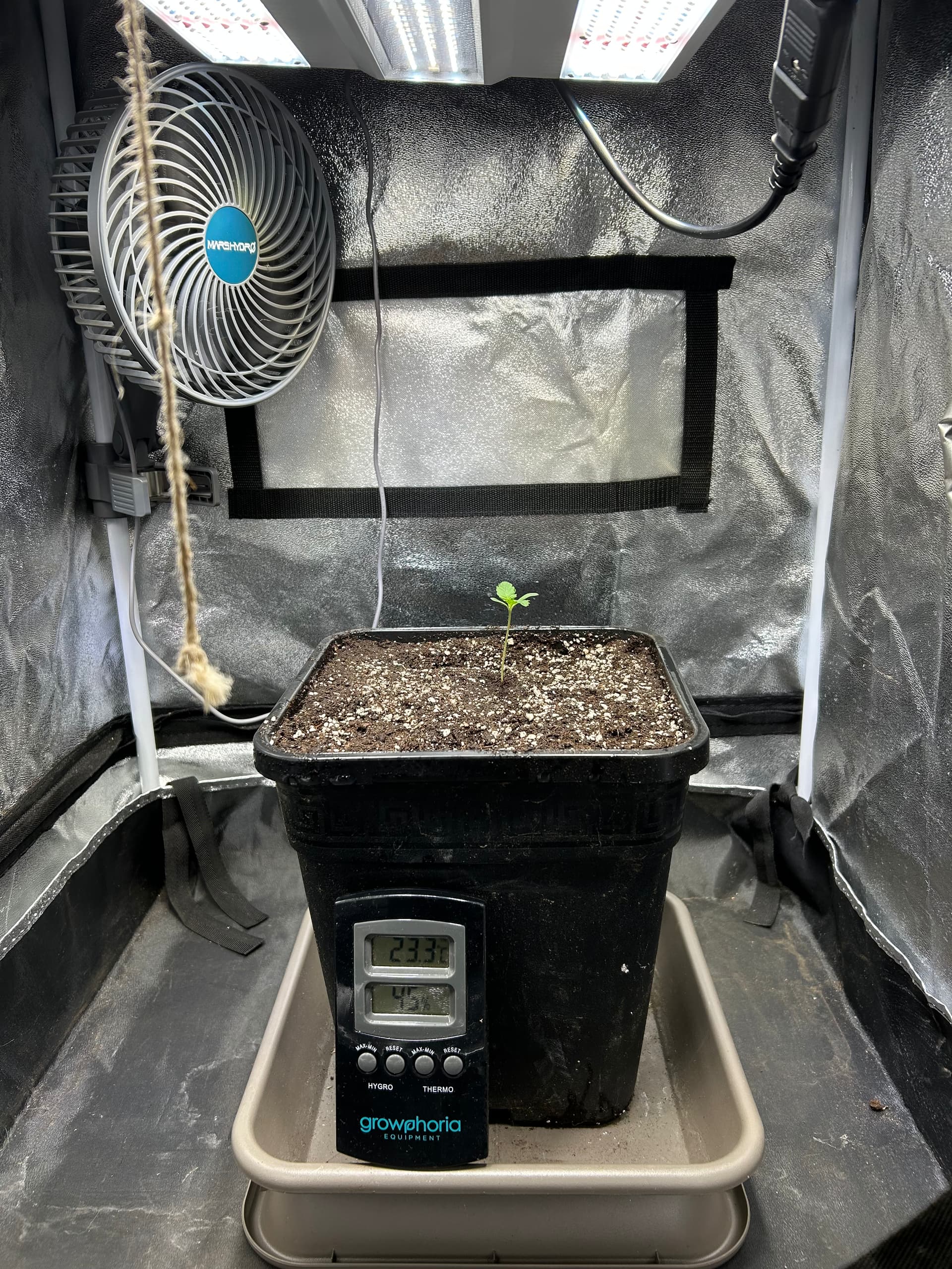 Banana Purple Punch Rf 3 im gemütlichen und entschleunigten Indoor-Grow ...