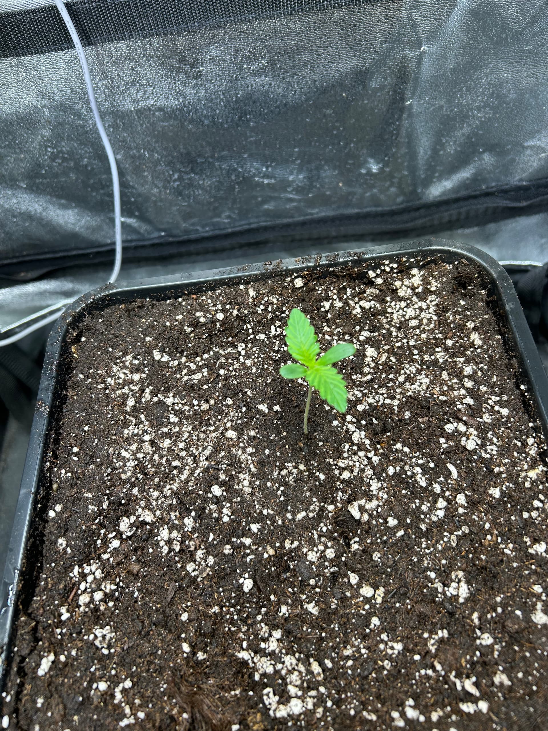 Banana Purple Punch Rf 3 im gemütlichen und entschleunigten Indoor-Grow ...