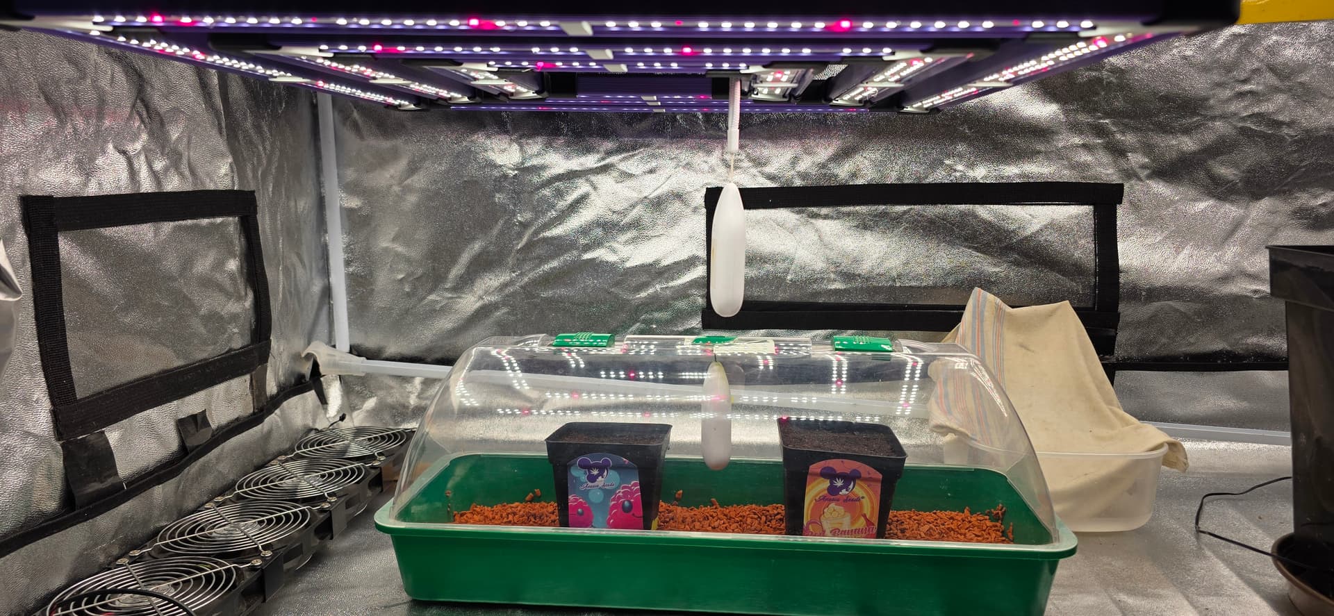 👻 redz0r's Gym.. AnesiaSeeds 👻 BT25 neu: AI-Kontroller - ChimeraCut ...