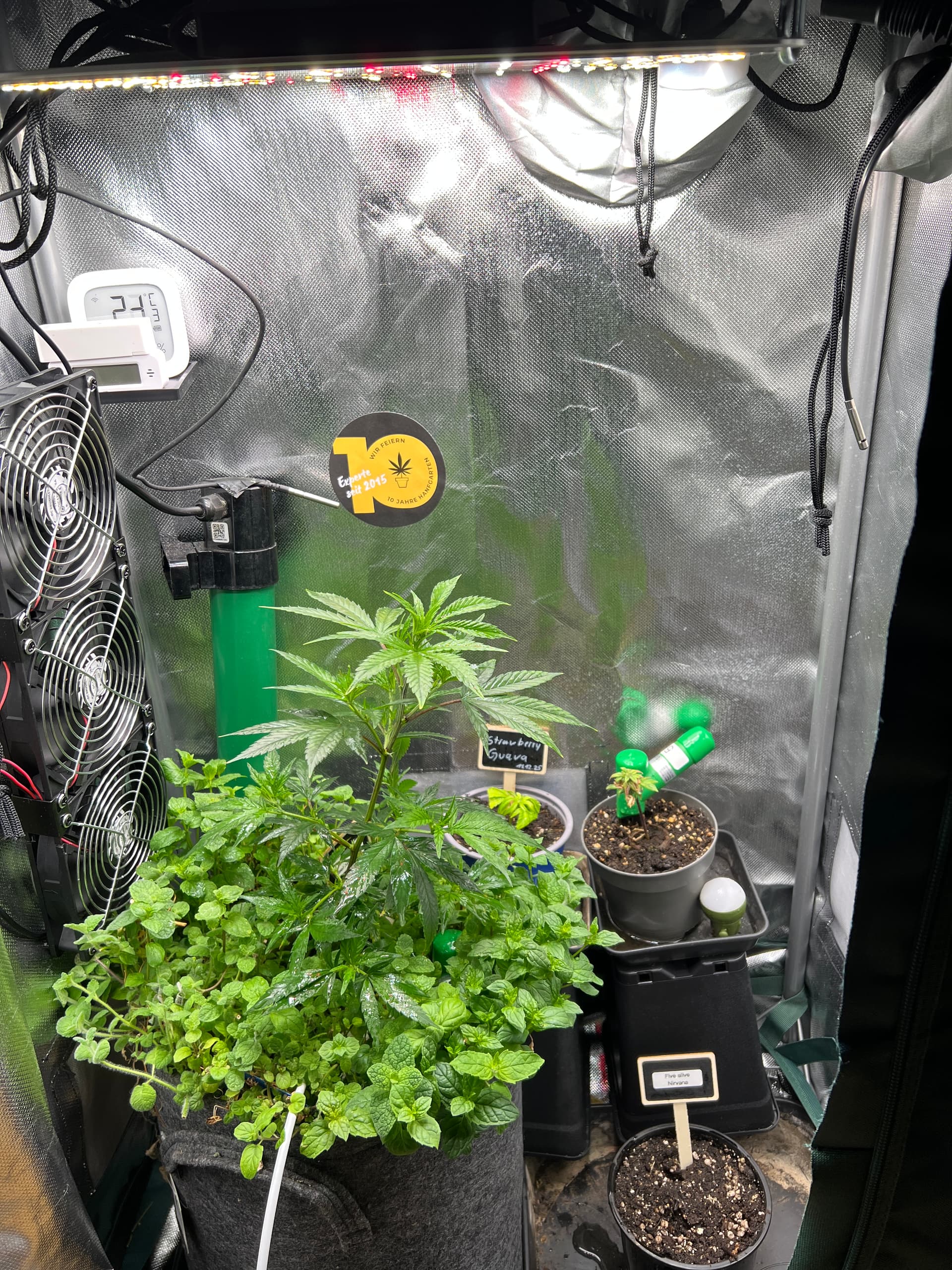 Nirvana Seeds - Grow Together - Grow-Together - Forum | Cannabisanbauen.net