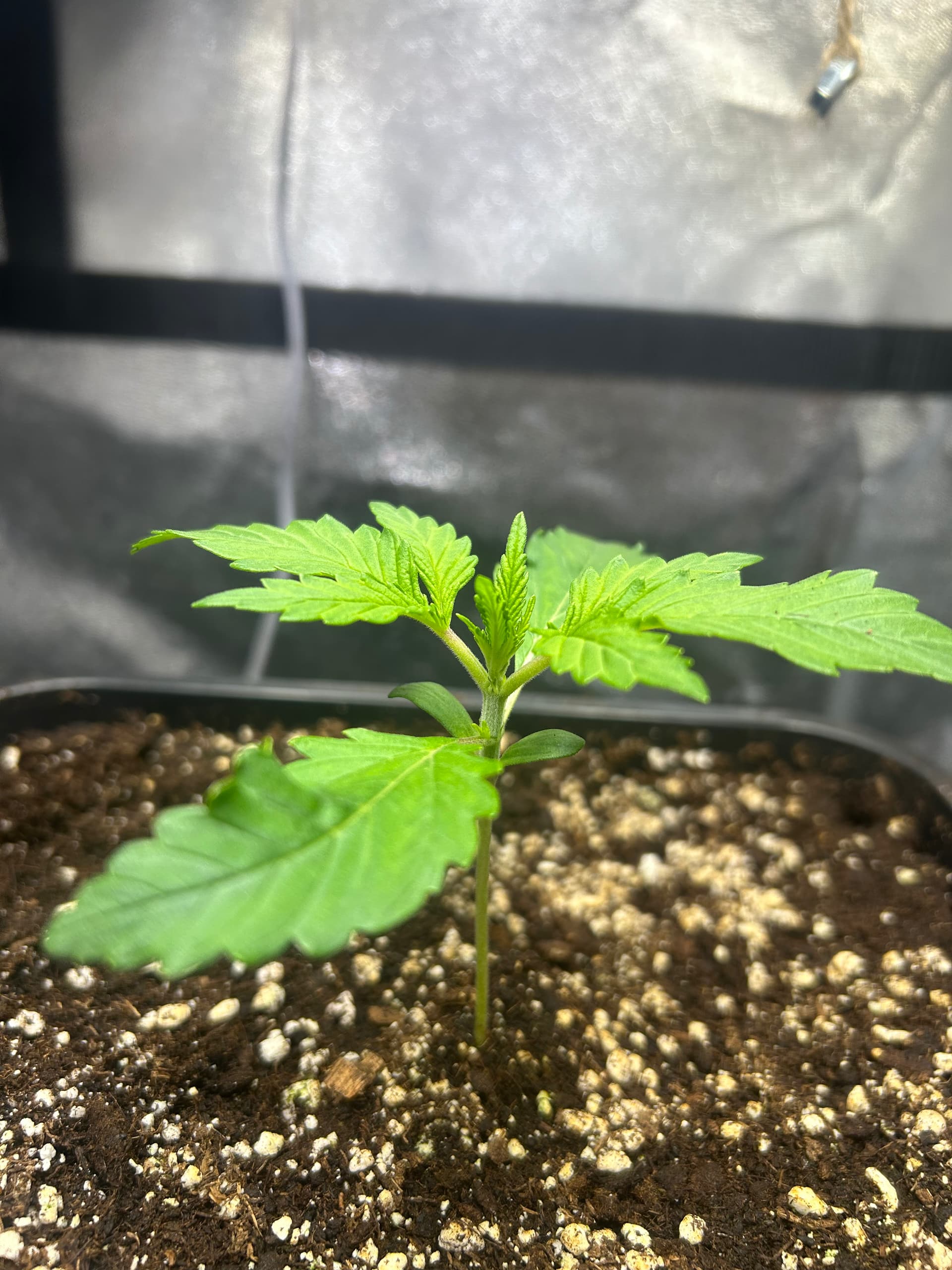 Banana Purple Punch Rf 3 im gemütlichen und entschleunigten Indoor-Grow ...