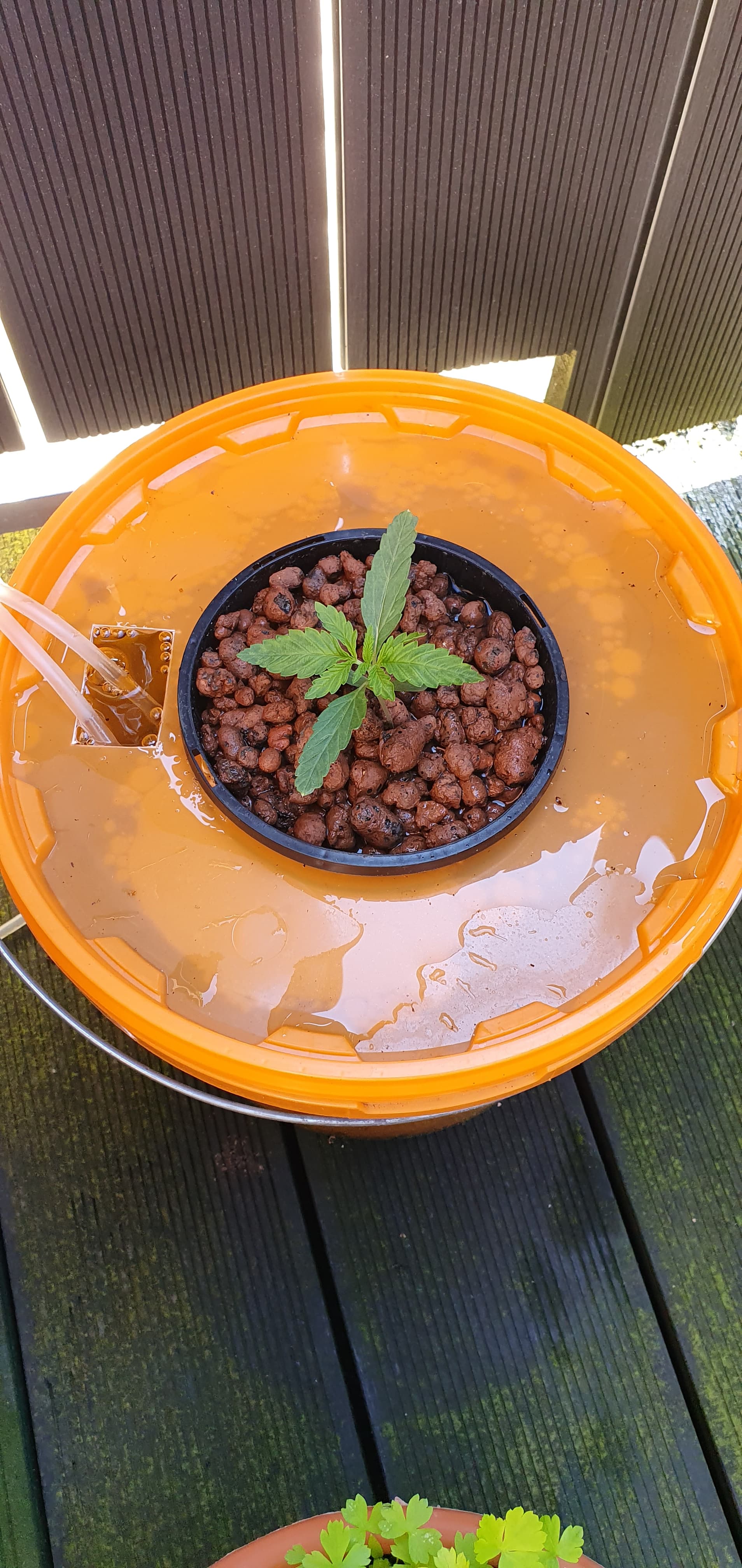 Vor dem Eimer rauchen Eimer growen Grow – All Gas OG Auto – Humboldt ...